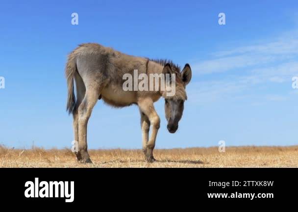 Donkey and colt Stock Videos & Footage - HD and 4K Video Clips - Alamy