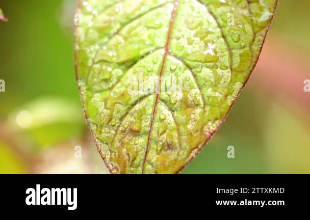 Tropical weather system raindrops falling plant leaves with their ...
