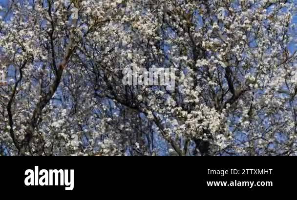 Apple orchard normandy Stock Videos & Footage - HD and 4K Video Clips ...