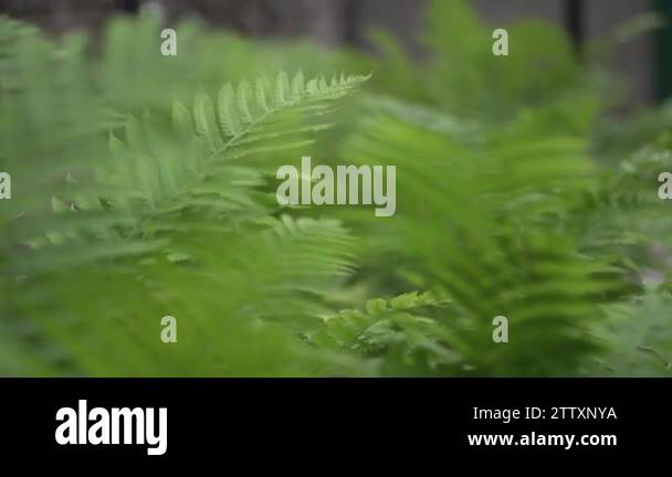Fern curve Stock Videos & Footage - HD and 4K Video Clips - Alamy
