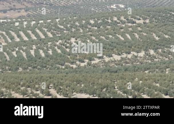 Olive trees in sunset Stock Videos & Footage - HD and 4K Video Clips ...