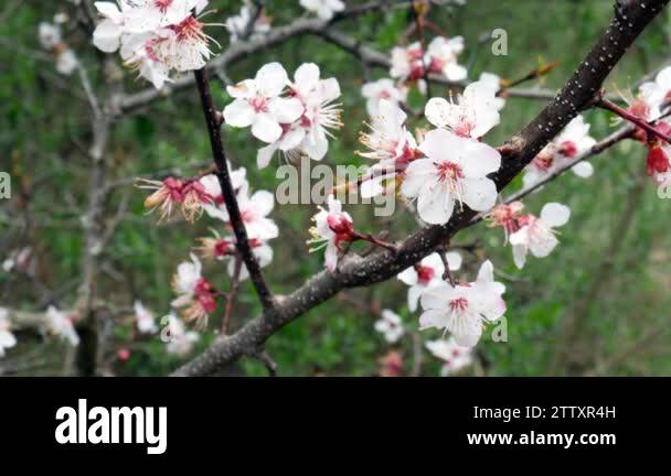 Very early spring flowering Stock Videos & Footage - HD and 4K Video ...
