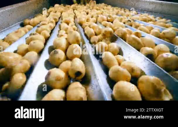 Process of potato sorting at a food plant on a conveyor Stock Video ...