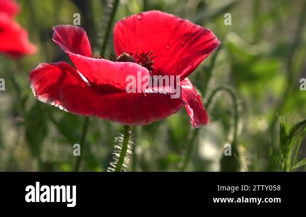Red poppy on a green background.Green poppy buds. May flowers.In the ...