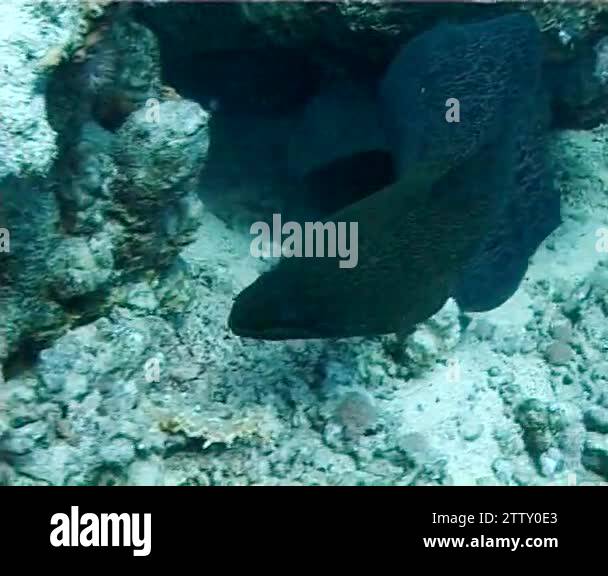 Giant Morey eel (Gymnothorax sp.) is very common for Red sea. Red sea ...