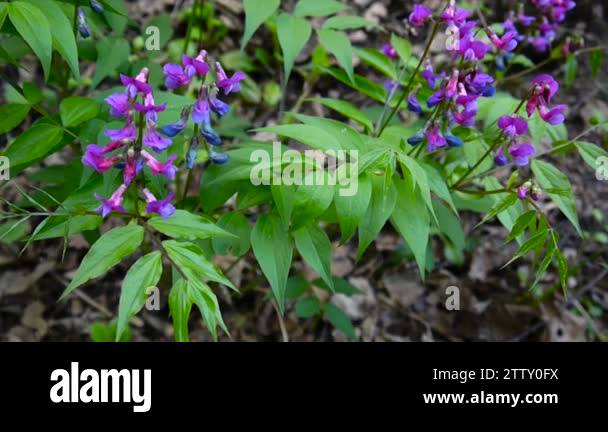 Red book plant of russia Stock Videos & Footage - HD and 4K Video Clips ...