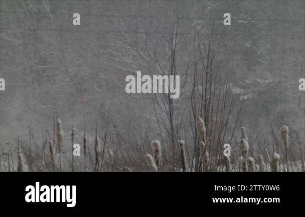 Strong Snowfall In Winter. Winter landscape storm and snowfall, bushes ...