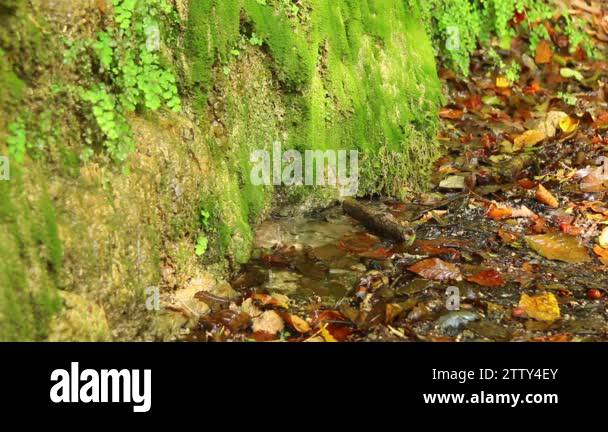 Wet and dry rot Stock Videos & Footage - HD and 4K Video Clips - Alamy