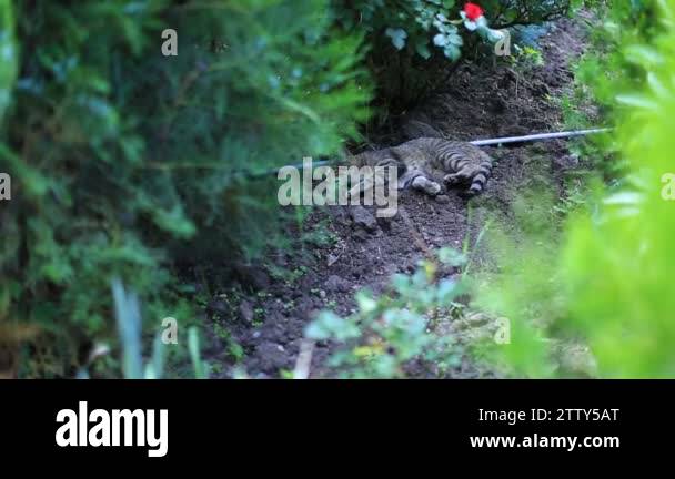 Prowl cat Stock Videos & Footage - HD and 4K Video Clips - Alamy