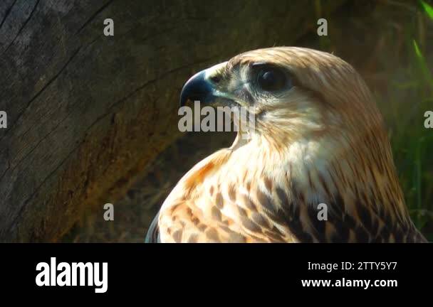 Hawk animal wildlife Stock Videos & Footage - HD and 4K Video Clips - Alamy