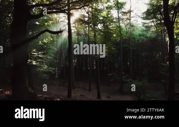 Deep into the forest Stock Videos & Footage - HD and 4K Video Clips - Alamy