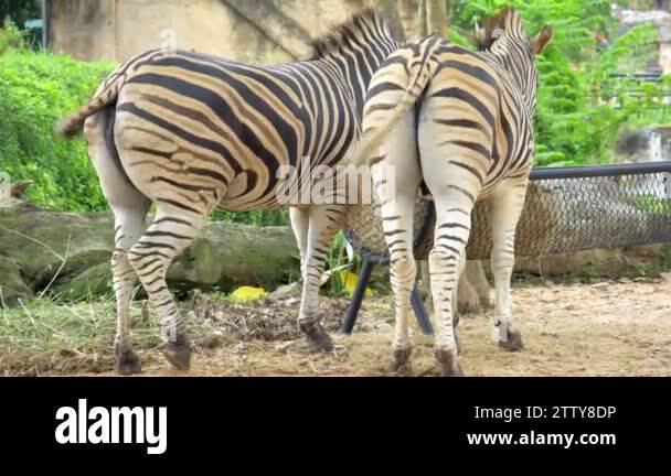 Close-up shots of the zebra buttocks that flick the tail back and forth ...