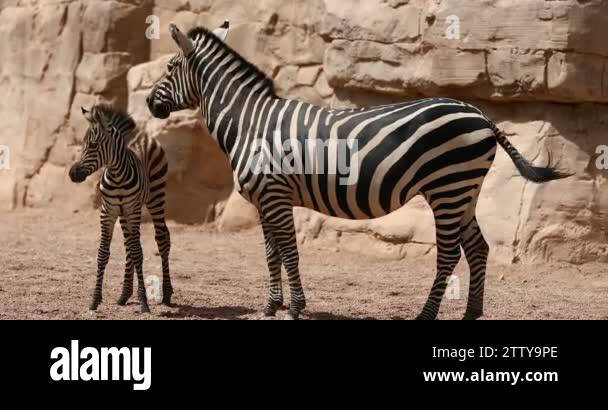 Beautiful baby zebra Stock Videos & Footage - HD and 4K Video Clips - Alamy