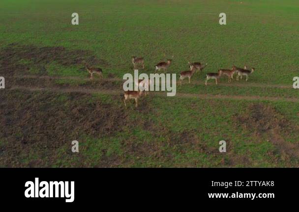 A large flock of deer, males and females, filmed from drones on a field ...
