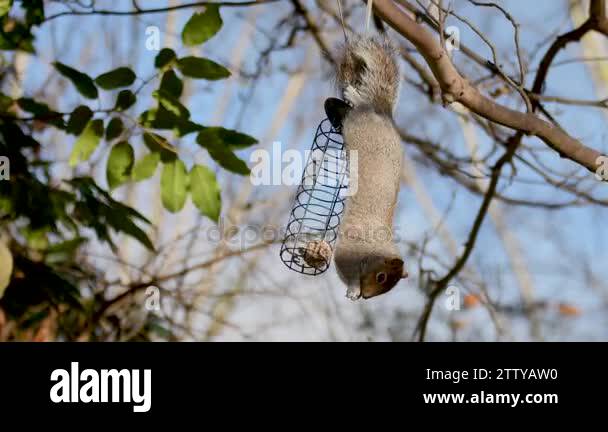 Eastern gray squirrel (Sciurus carolinensis) eating on bird feeder ...