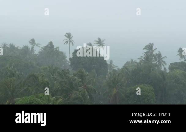 Coconut trees storm cyclone rain Stock Videos & Footage - HD and 4K ...