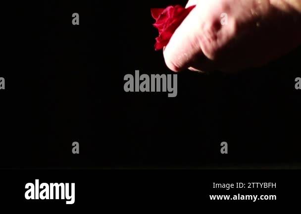 Crushed petals Stock Videos & Footage - HD and 4K Video Clips - Alamy