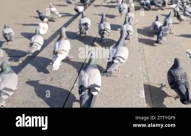 Stock wildlife photos Stock Videos & Footage - HD and 4K Video Clips ...