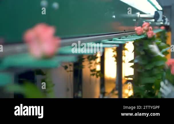 Factory workers hands install pink roses into a grader machine Stock ...
