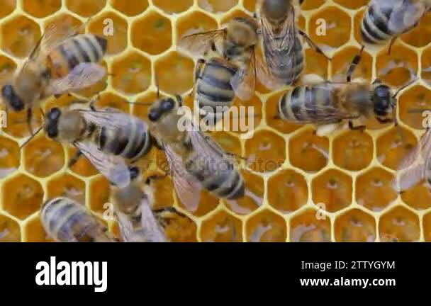 Beehive body Stock Videos & Footage - HD and 4K Video Clips - Alamy