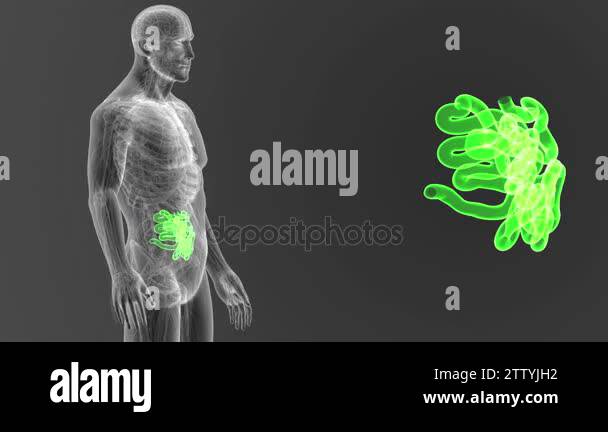 skeleton posterior view of human small intestine, out of body on grey ...