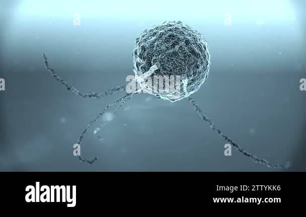Human Body Computer Graphics Stock Videos And Footage Hd And 4k Video Clips Alamy