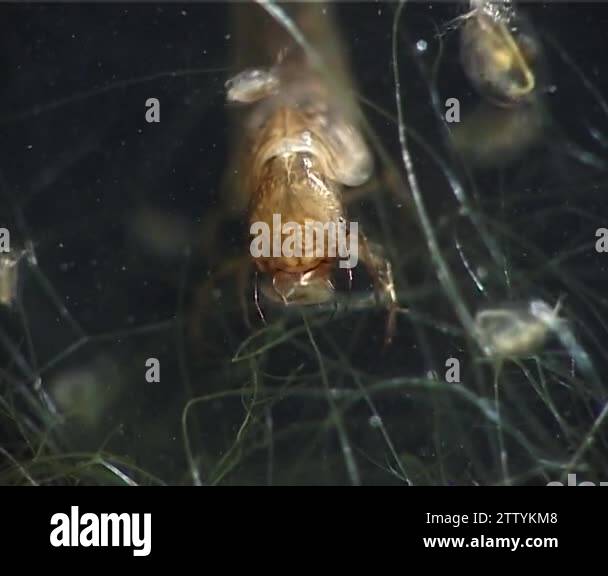 The larva of the predatory water beetle catches and eats the small ...