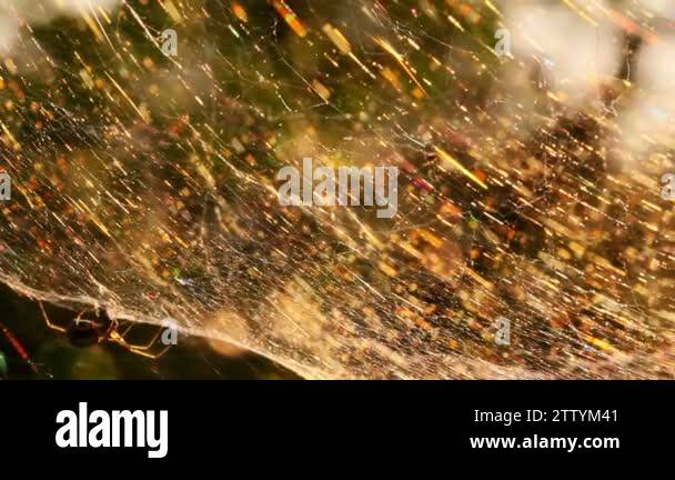 Strength of spider silk Stock Videos & Footage - HD and 4K Video Clips ...
