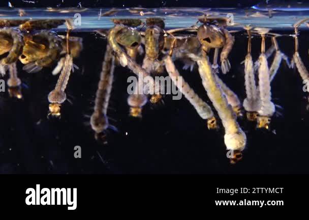 Mosquito, Larvae and Pupae in polluted water. Culex pipiens (the common ...