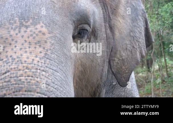 Elephant skin texture Stock Videos & Footage - HD and 4K Video Clips ...