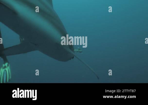 Shark with hook Stock Videos & Footage - HD and 4K Video Clips - Alamy