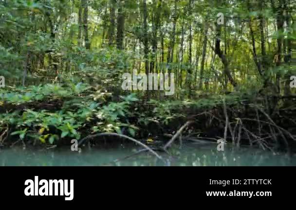 Mangrove forest at the river estuary the conserve sea nature ...