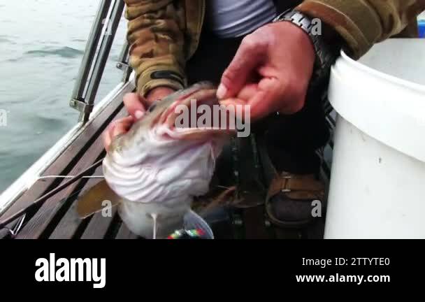 Cod fisher Stock Videos & Footage - HD and 4K Video Clips - Alamy
