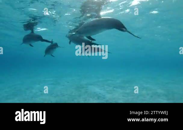 Group of dolphins swims under surface in blue water. Spinner Dolphin ...