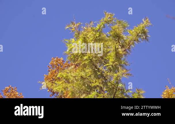 Grevillea robusta, commonly known as southern silky oak, silk oak or ...
