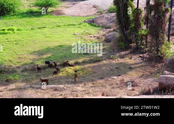 Herding goats Stock Videos & Footage - HD and 4K Video Clips - Alamy