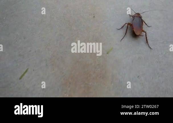 Beautiful cockroach Stock Videos & Footage - HD and 4K Video Clips - Alamy