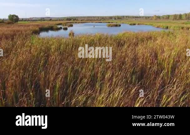 Lake cane Stock Videos & Footage - HD and 4K Video Clips - Alamy