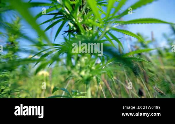 Bottom up shot Stock Videos & Footage - HD and 4K Video Clips - Alamy