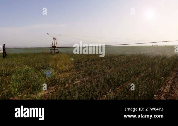 Walking irrigation Stock Videos & Footage - HD and 4K Video Clips - Alamy