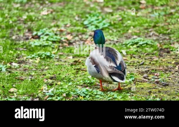 Mallard (Anas platyrhynchos) is dabbling duck belongs to subfamily ...