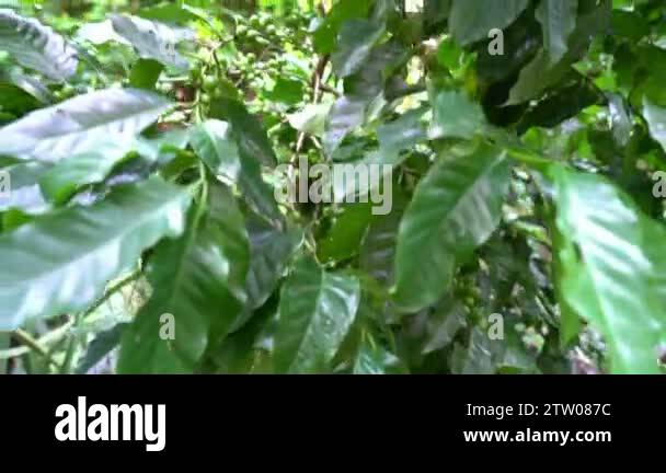 Coffee trees growing on plantation farm beautiful green landscape with ...