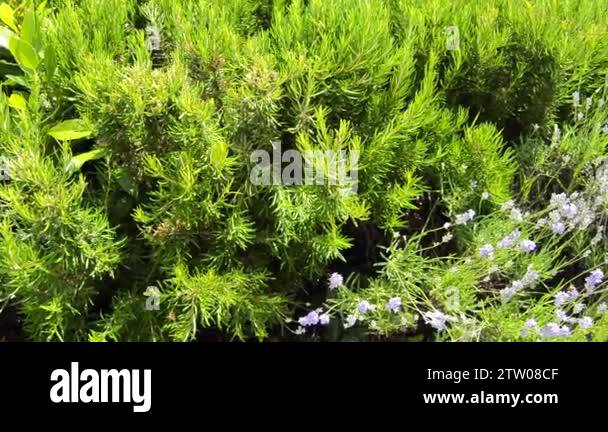 Green perennial rosemary grass in Stock Videos & Footage - HD and 4K ...
