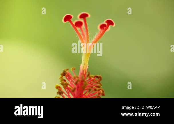 Close up hibiscus rosa sinensis Stock Videos & Footage - HD and 4K ...
