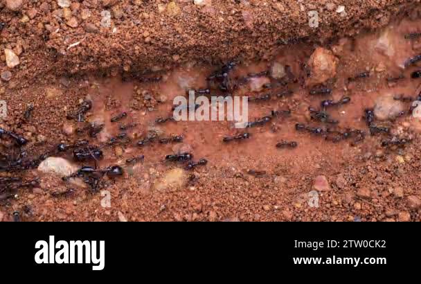 Ants, Masai Mara Park in Kenya, real Time 4K Stock Video Footage - Alamy