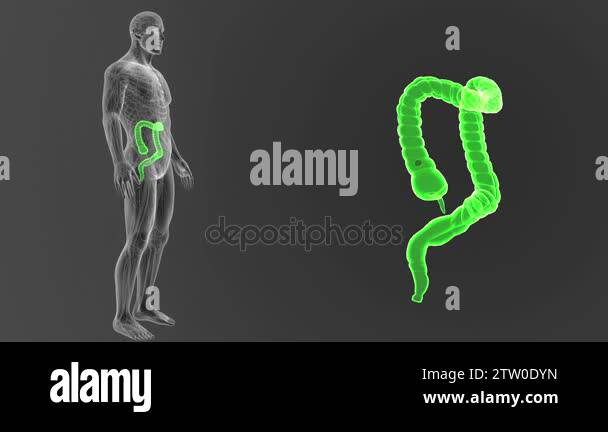 skeleton posterior view of human large intestine, out of body on grey ...