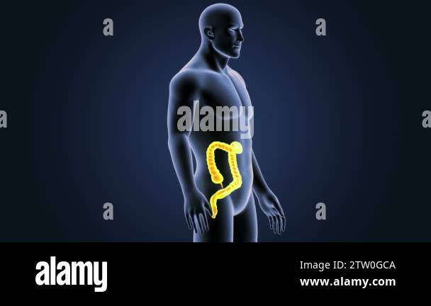 Anatomy large intestine intestine Stock Videos & Footage - HD and 4K ...