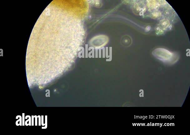Live single-celled animals under microscope Stock Video Footage - Alamy