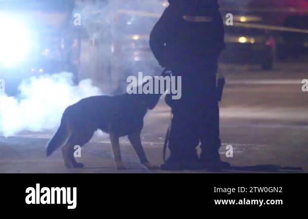 K9 unit dog playing in leashe with police officer in silhouette Stock ...