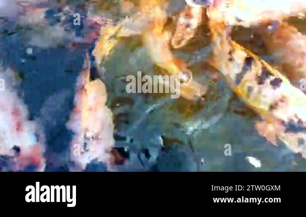 Nile red tilapia fish Stock Videos & Footage - HD and 4K Video Clips ...